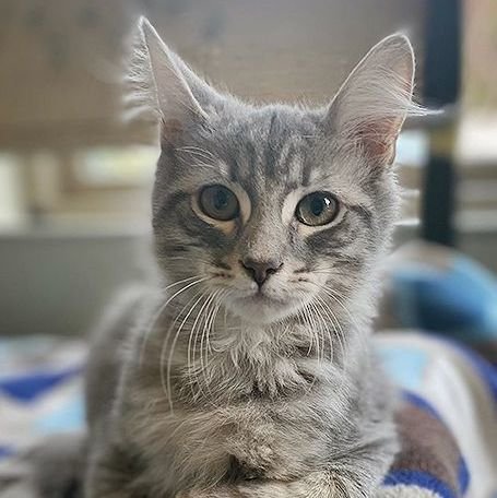 View Pet: Atticus - PALS Haven