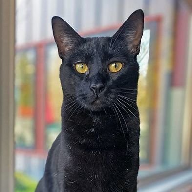 All Cats - PALS Haven